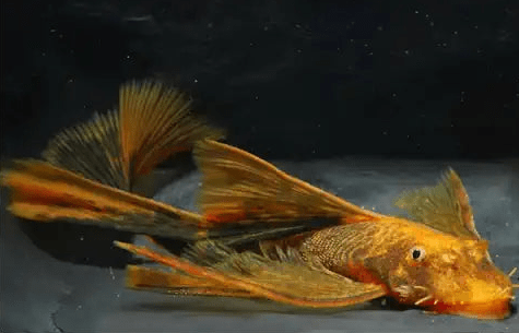 The Essential Guide to Aquarium Bottom Feeders Australia
